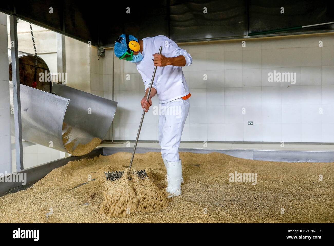 Quinoa farmers' cooperative. Quinoa processing factory. Chimborazo ...