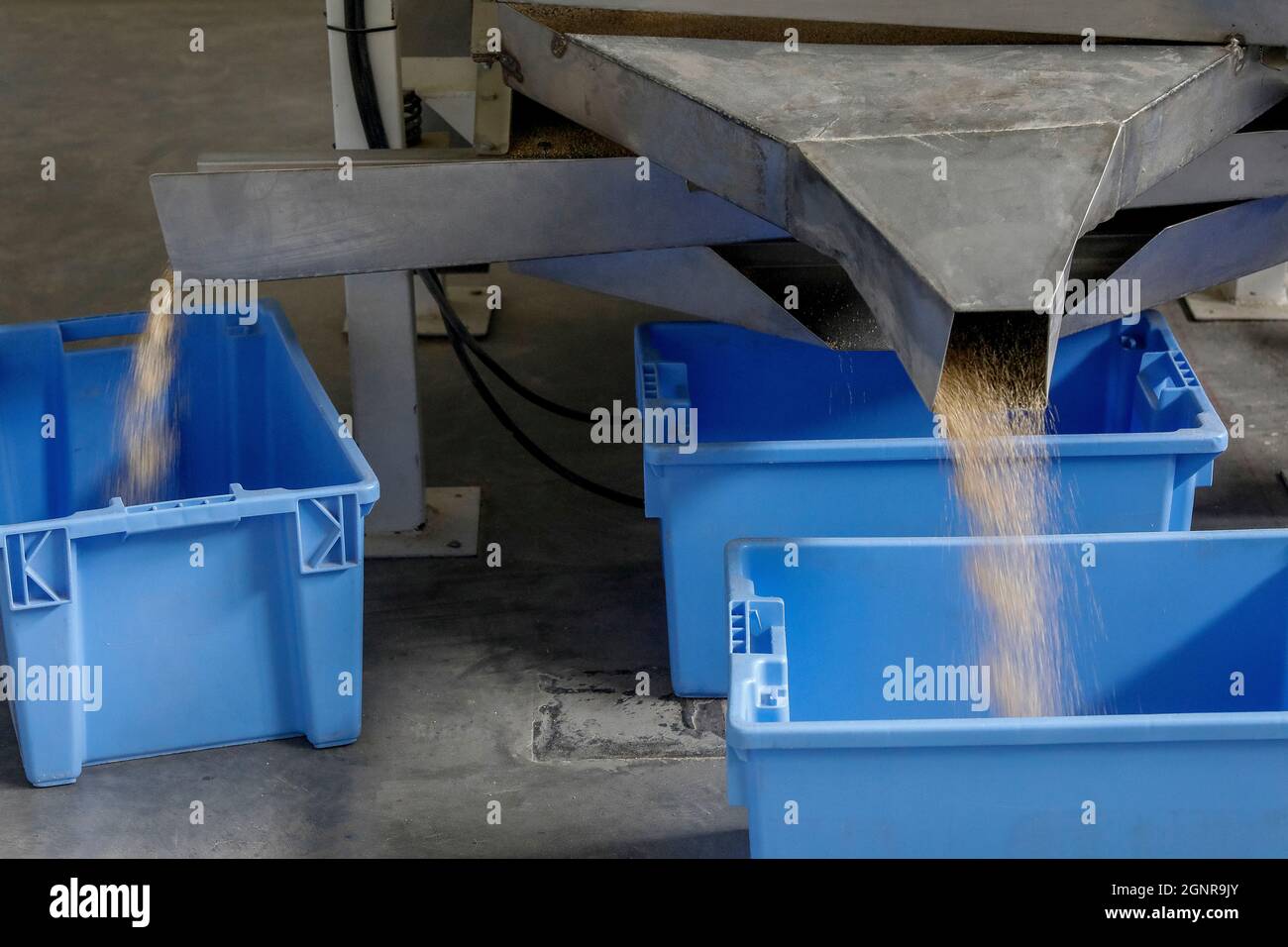 Quinoa farmers' cooperative. Quinoa processing factory. Chimborazo ...
