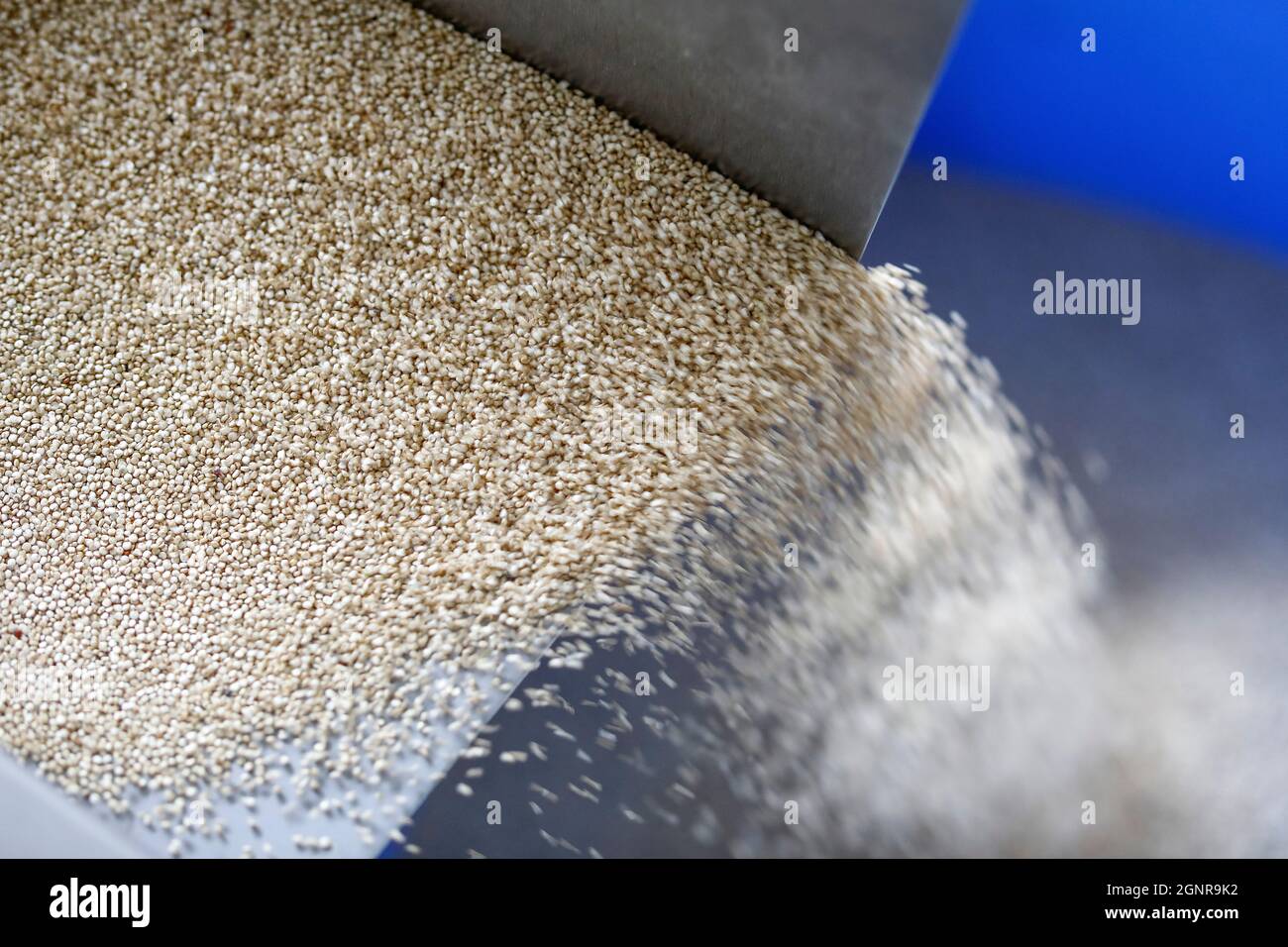 Quinoa farmers' cooperative. Quinoa processing factory. Chimborazo ...