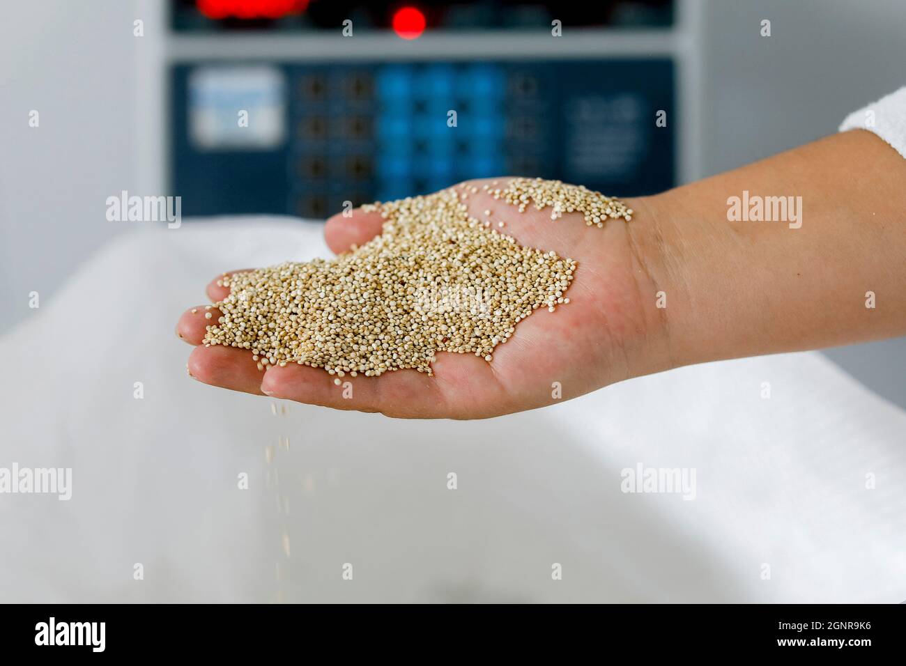 Quinoa farmers' cooperative. Quinoa processing factory. Chimborazo ...