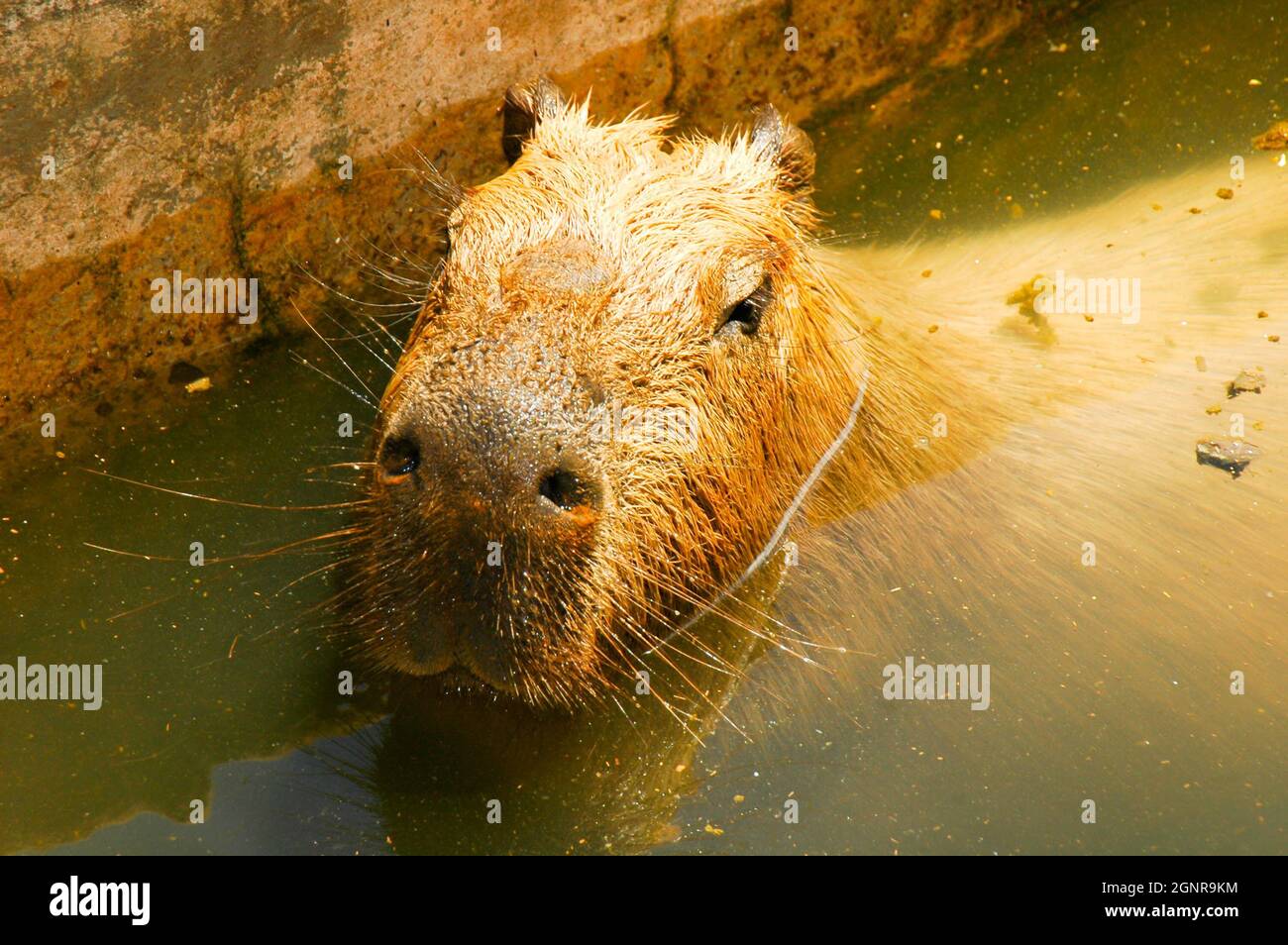 Capybara hydrochoerus hydrochaeris semi hi-res stock photography and ...
