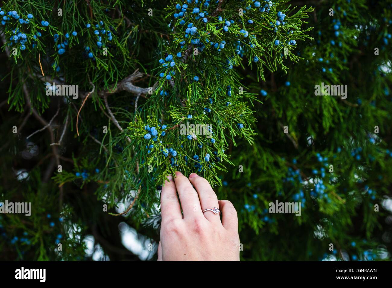Branches green juniper berries hi-res stock photography and images - Alamy