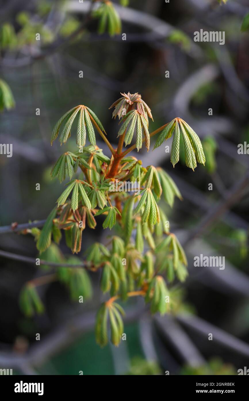 Sticky bud hi-res stock photography and images - Alamy