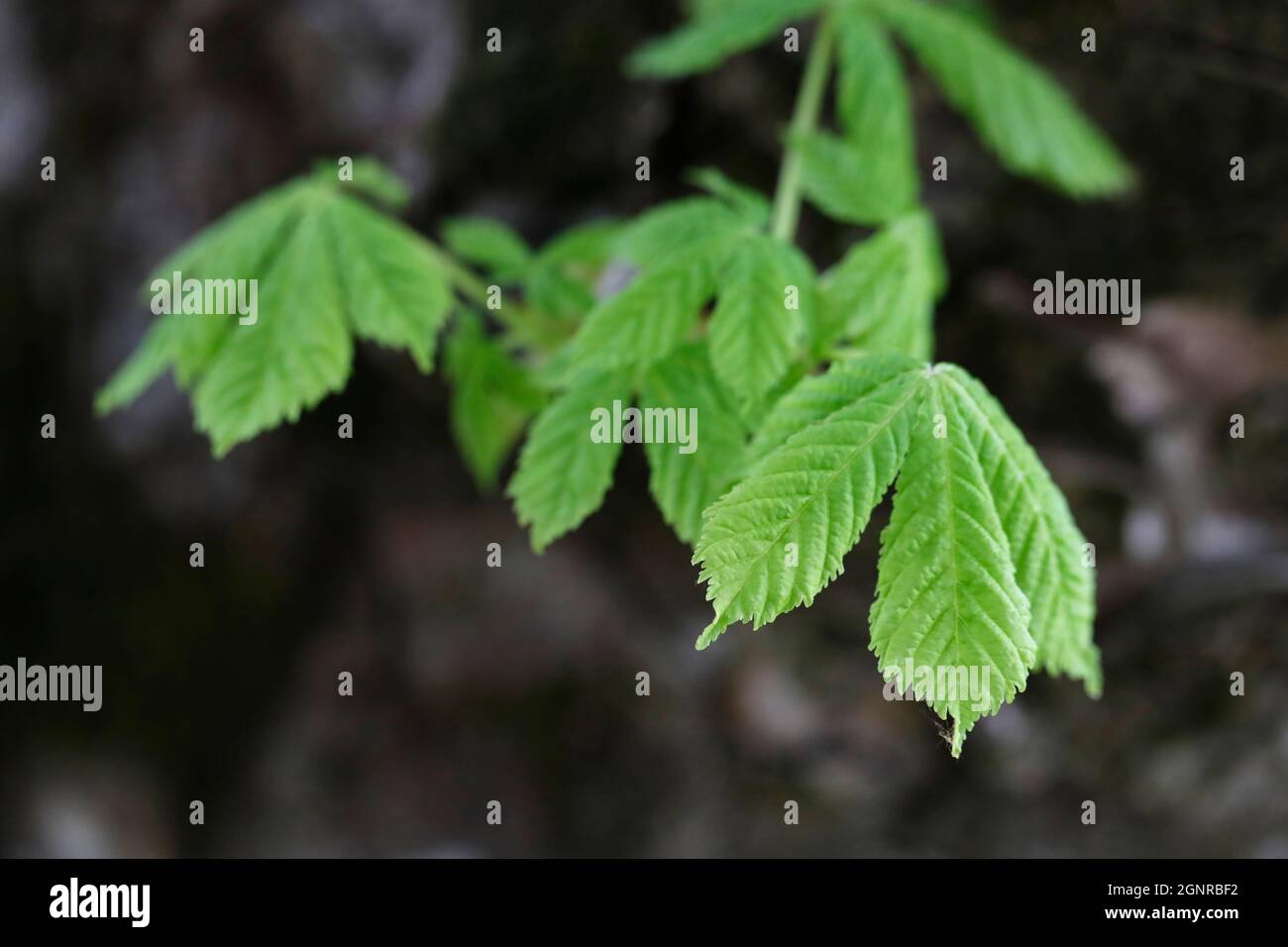 Sticky bud hi-res stock photography and images - Alamy