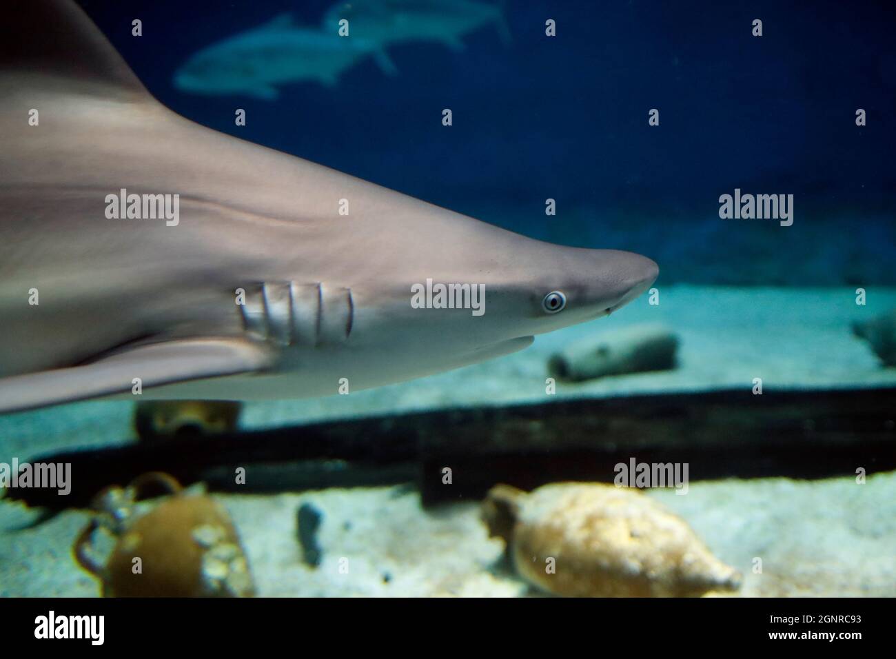 Aquarium of Genoa. Shark. Italy Stock Photo - Alamy