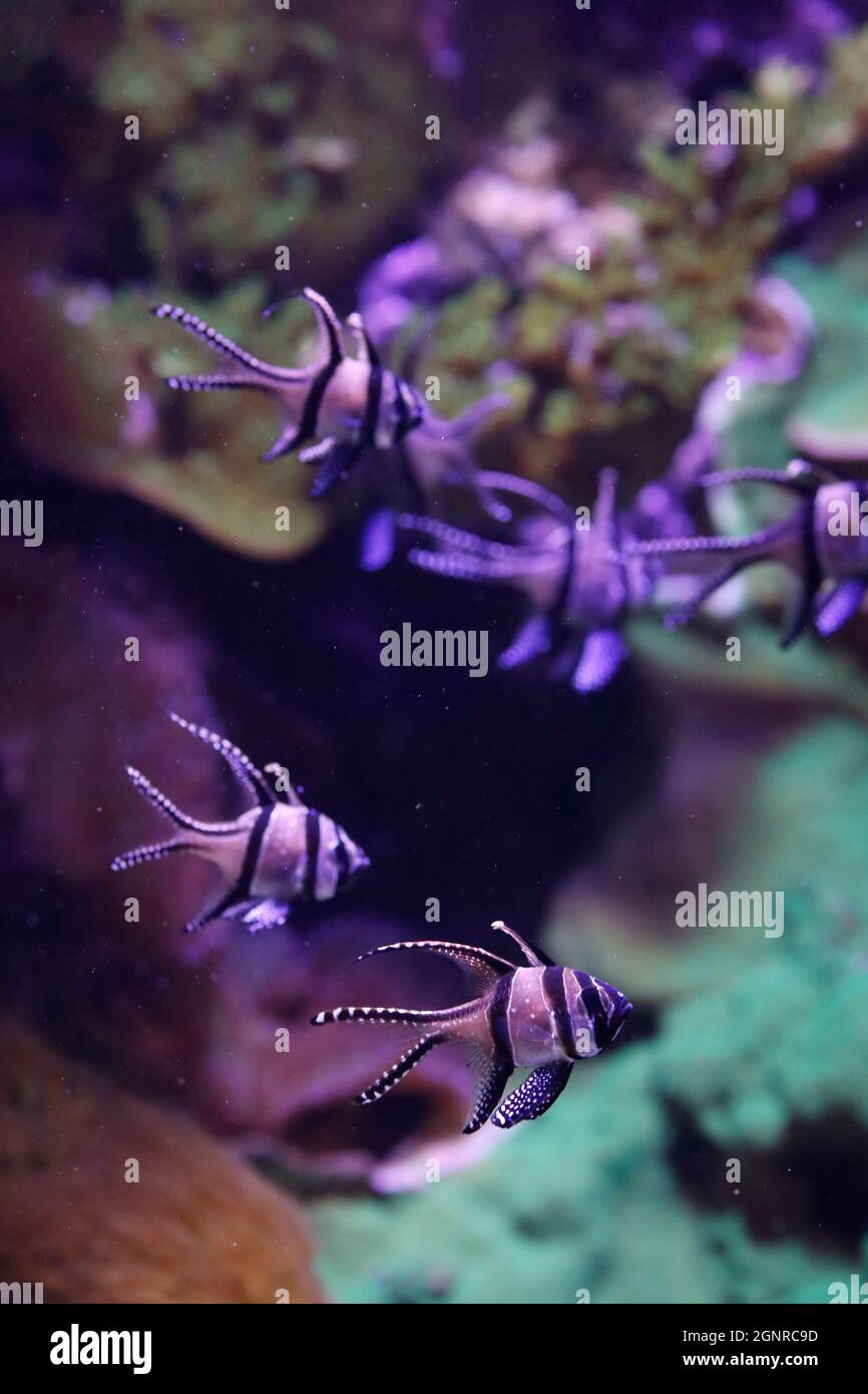 Aquarium of Genoa. Tropical fish. Italy Stock Photo - Alamy