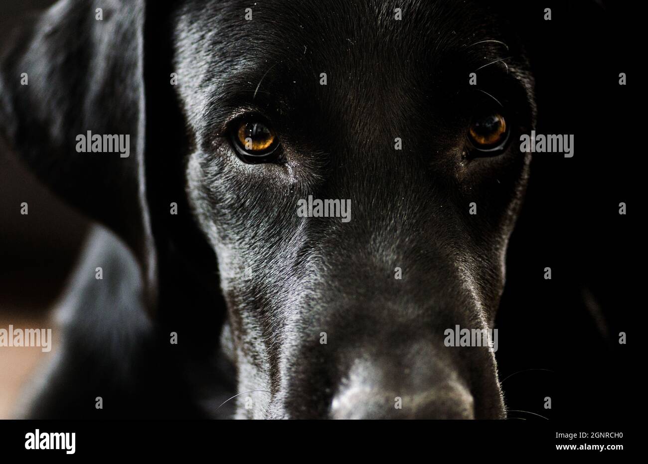 Black dog Labrador retriever closeup face and look, neutral background ...
