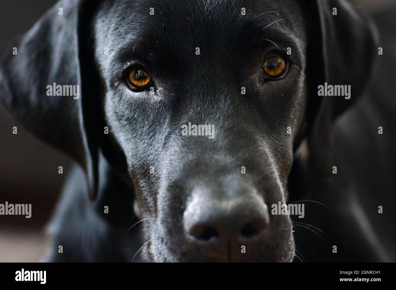 Cute black labrador puppy hi-res stock photography and images - Alamy