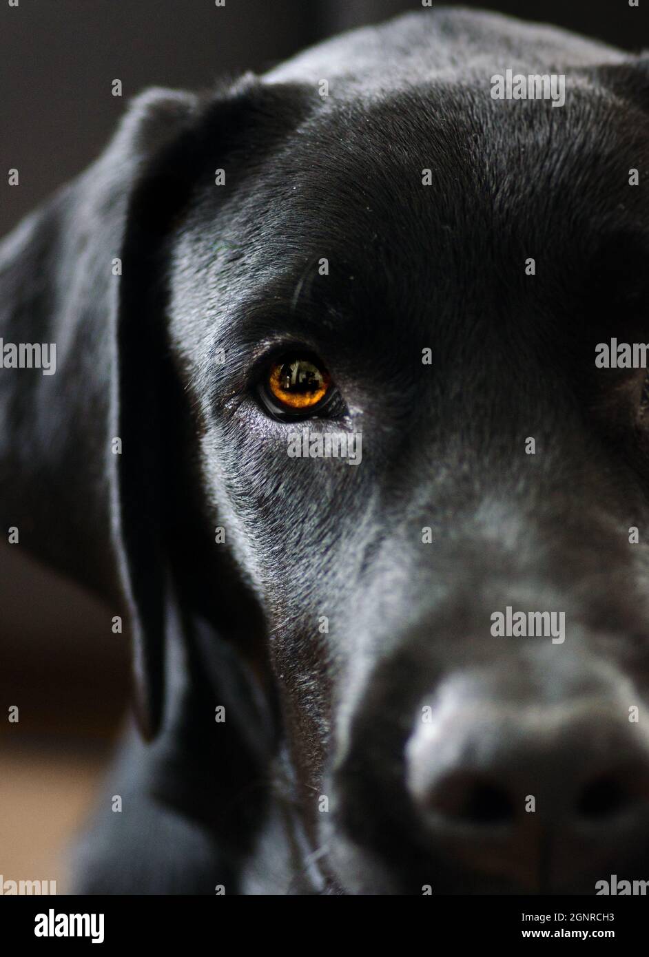 Cute black labrador retriever puppy hi-res stock photography and images ...