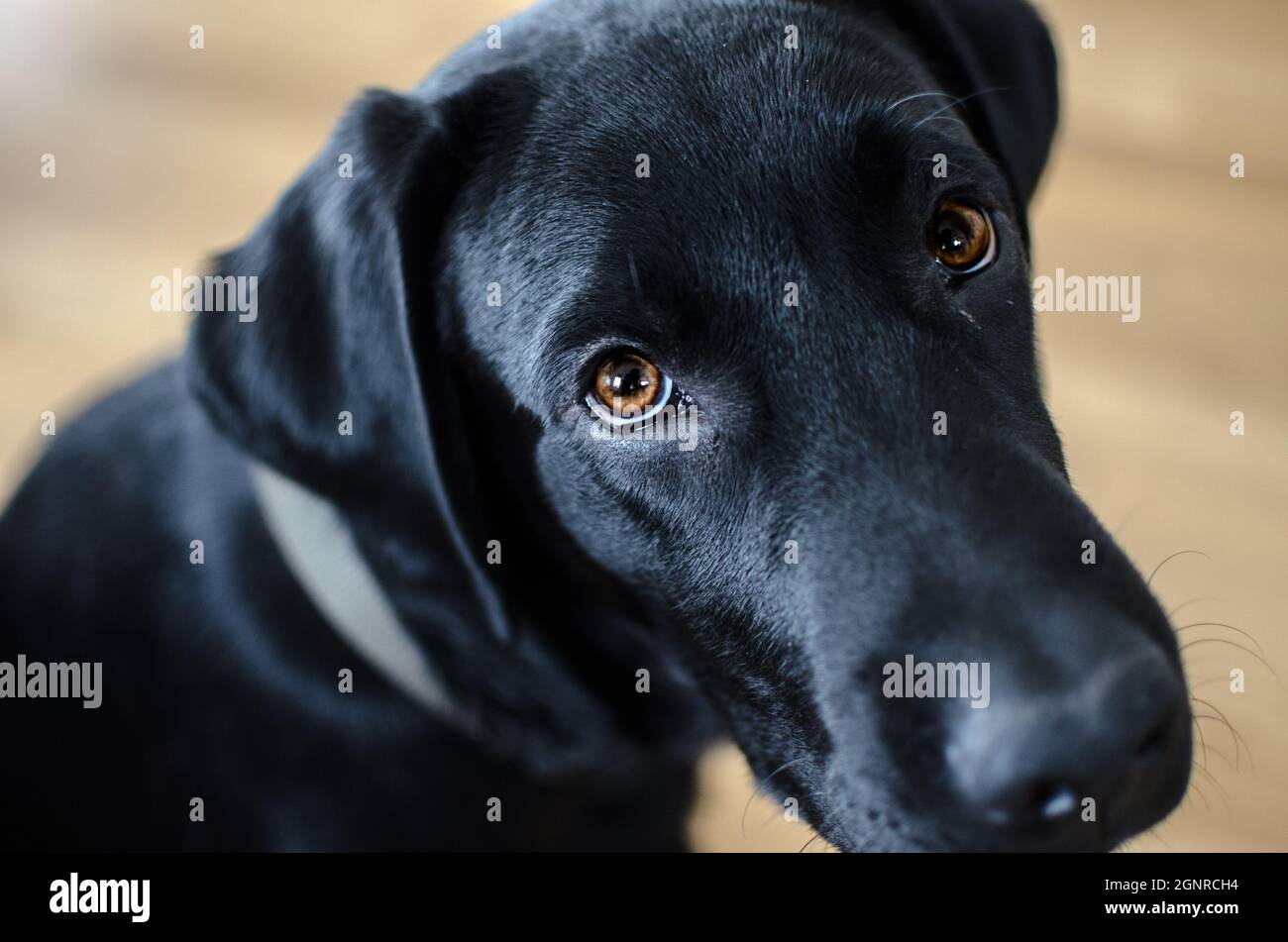 Cute black labrador retriever puppy hi-res stock photography and images ...