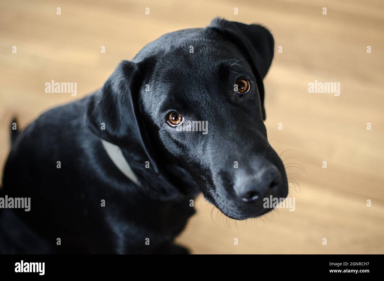 Black dog Labrador retriever closeup face and look, neutral background ...