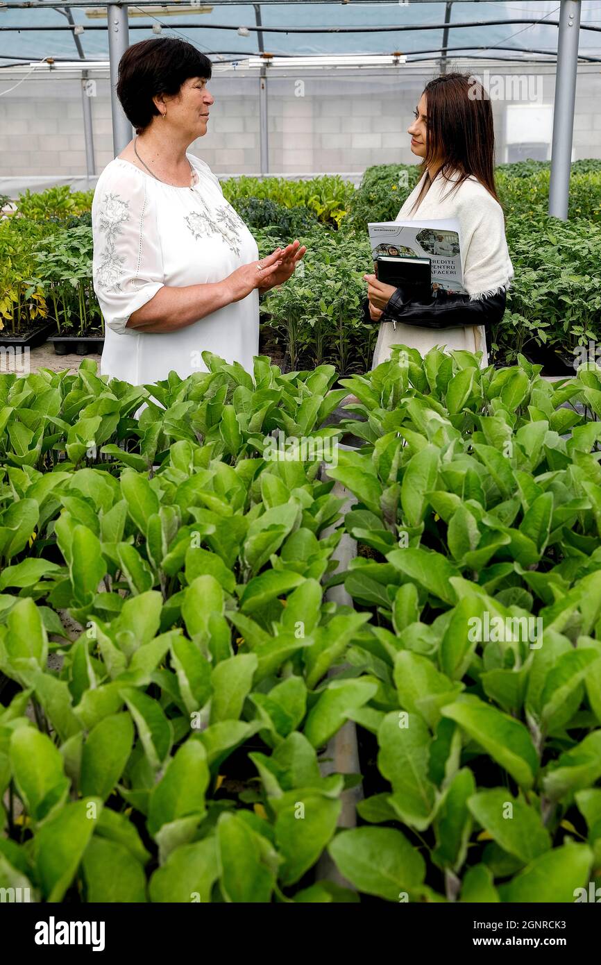 Client and employee of a microfinance institution in a greenhouse in ...