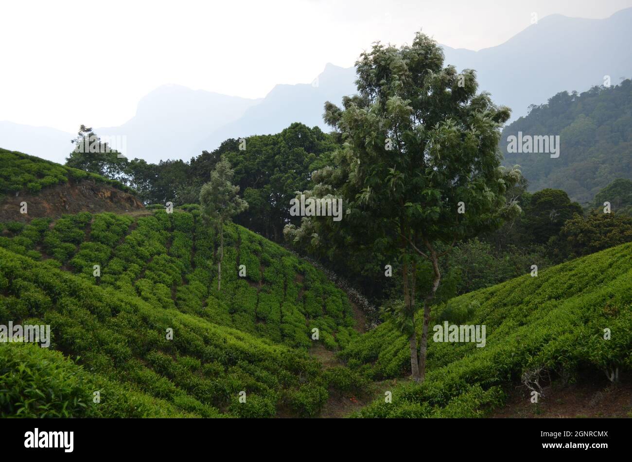 Tea plantations munnar india hi-res stock photography and images - Alamy