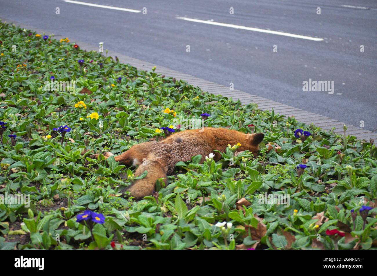 Dead fox lying by a road, London, United Kingdom Stock Photo - Alamy
