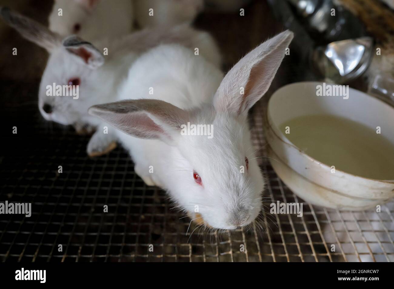 Personnage de lapin hi-res stock photography and images - Alamy