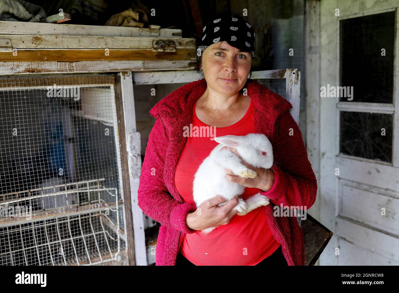 élevage de lapin hi-res stock photography and images - Alamy