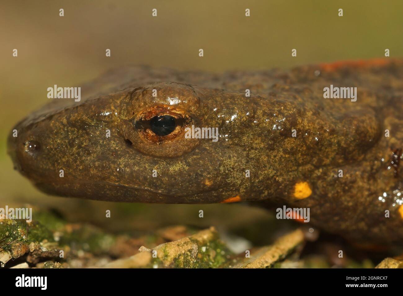 Chinese warty newt hi-res stock photography and images - Alamy