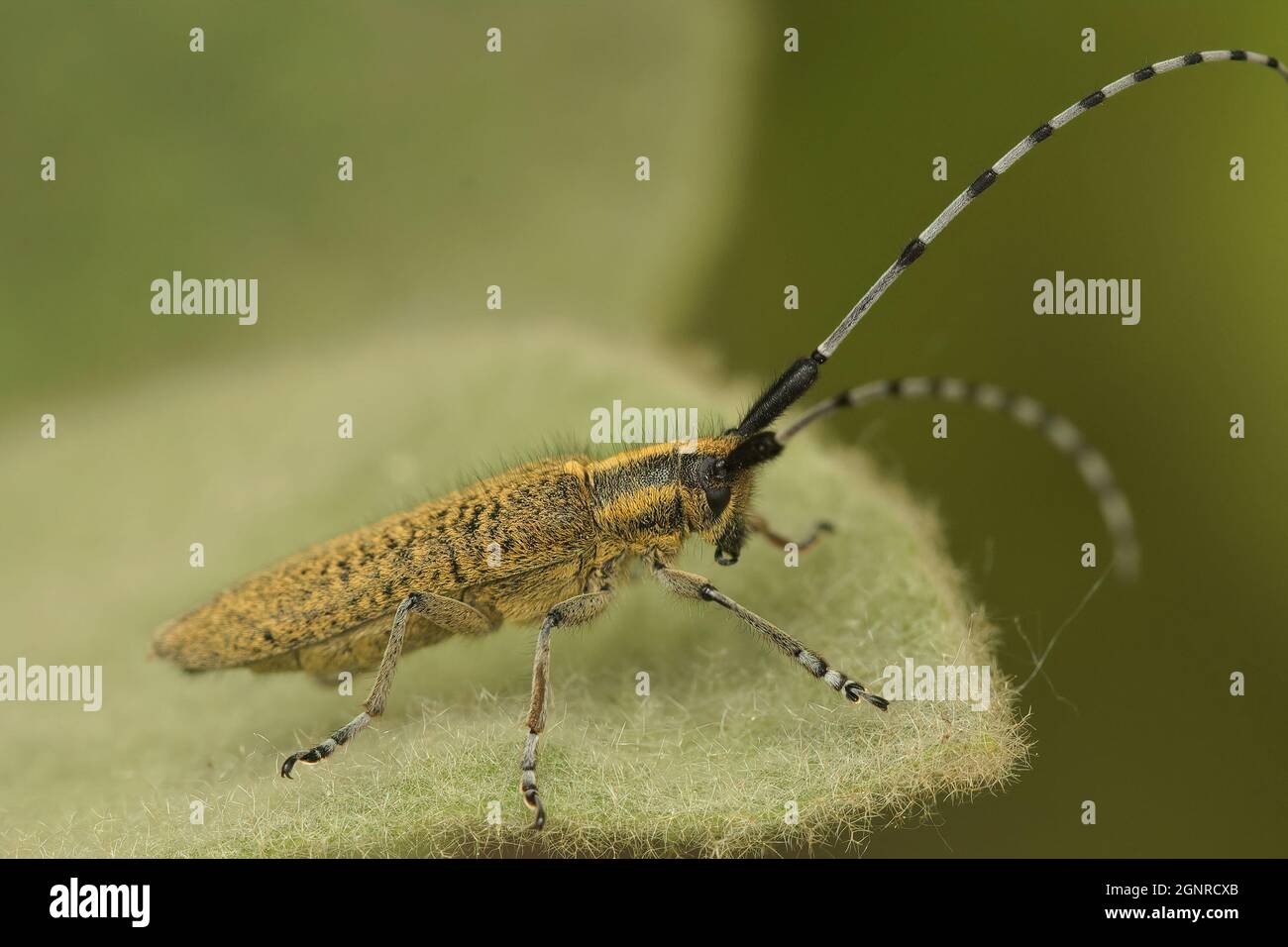 Closeup on the gracious golden bloomed longhorn beetle, Agapanthia ...