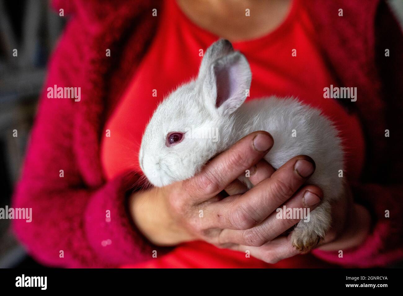 élevage de lapin hi-res stock photography and images - Alamy