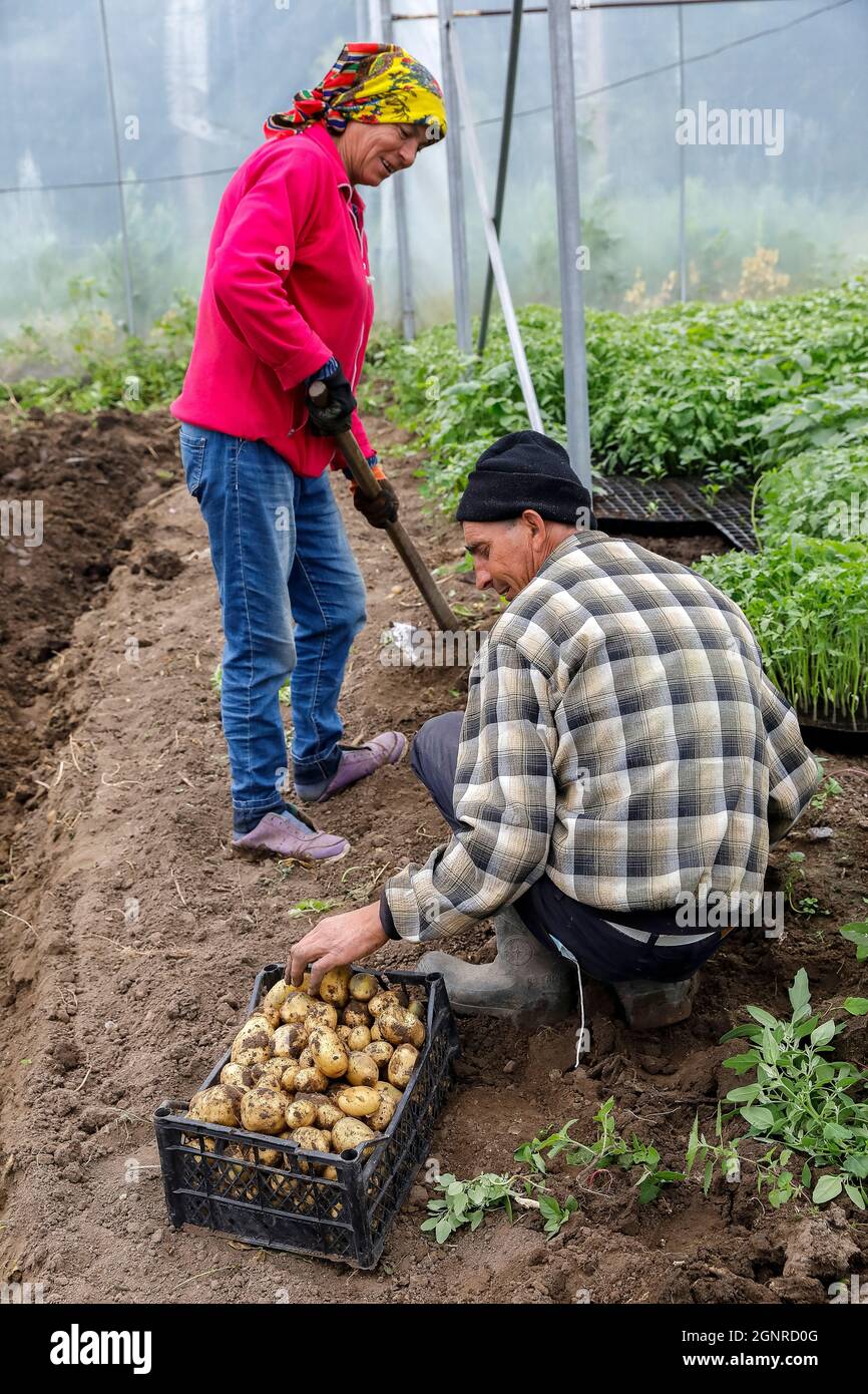 Agricultural laborers working in a greenhouse in Telemeuti, Moldova ...