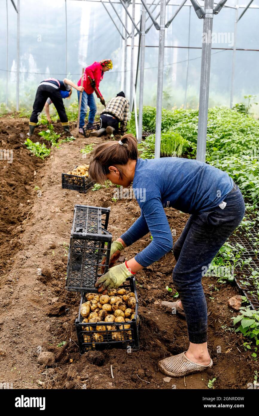 Agricultural laborers working in a greenhouse in Telemeuti, Moldova ...