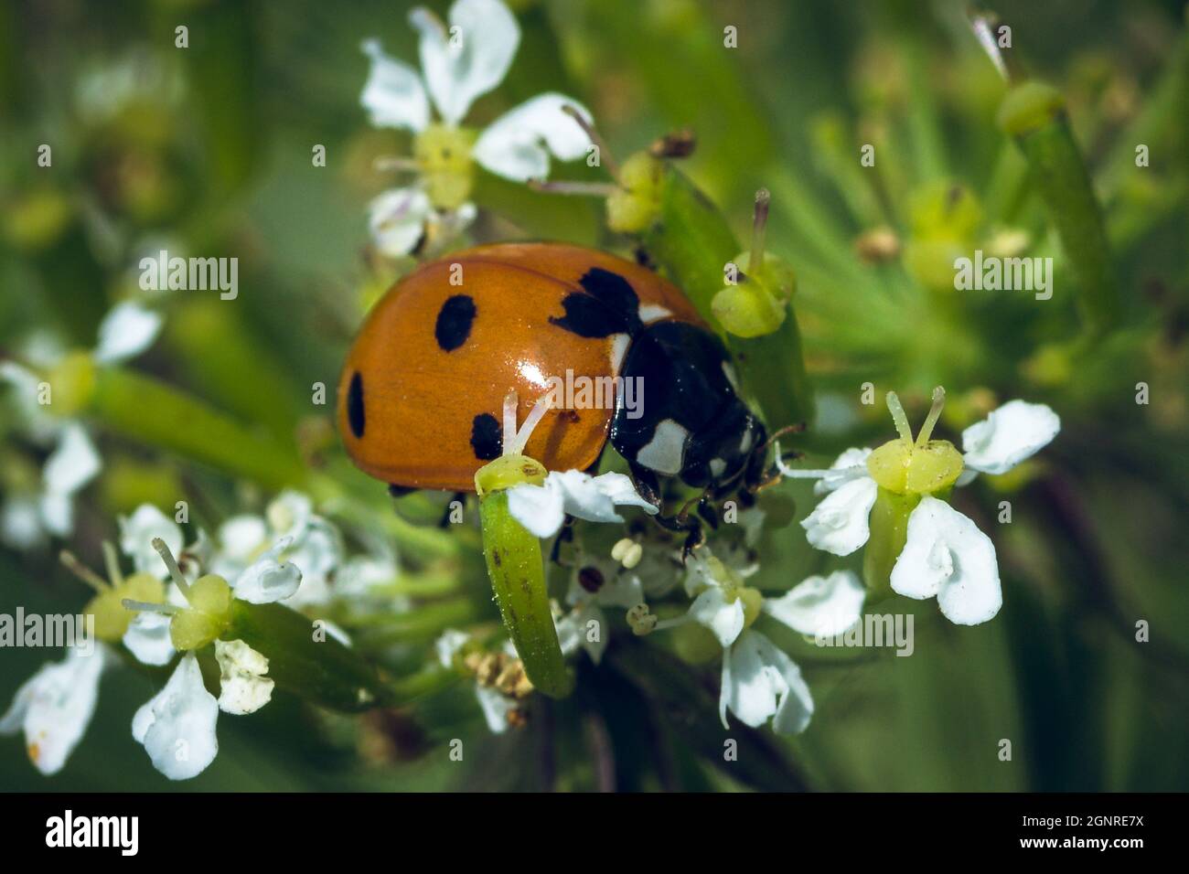 Insekten fotografie hi-res stock photography and images - Alamy