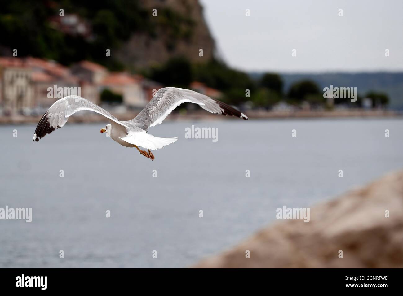 Flying sea gull hi-res stock photography and images - Alamy