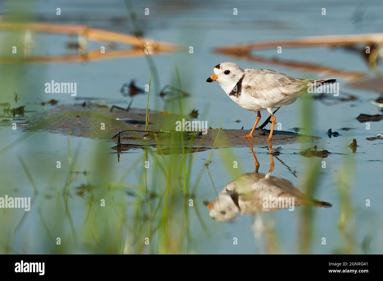 Piping plover foraging in beach habitat Stock Photo - Alamy