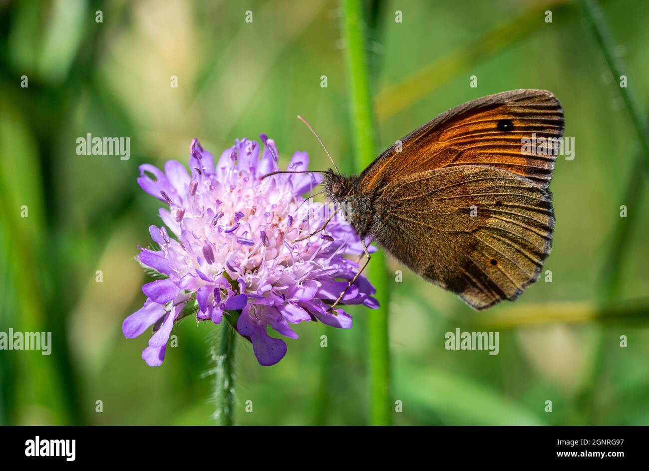 Fluss ilm hi-res stock photography and images - Alamy