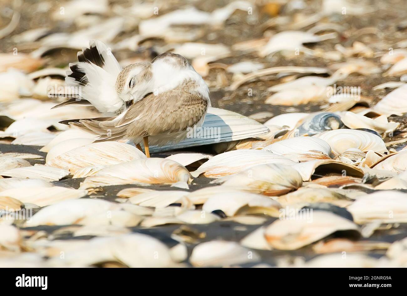 Piping plover protective camouflage Stock Photo - Alamy