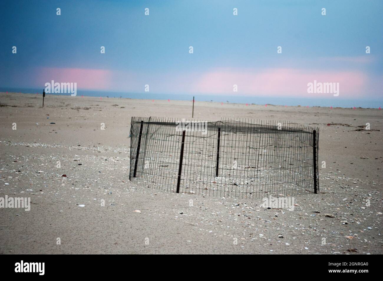 Piping plover nesting enclosure Stock Photo - Alamy