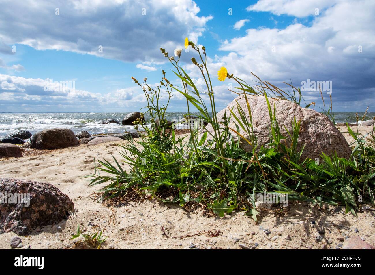 Blue sea flower sea view with flower hi-res stock photography and ...