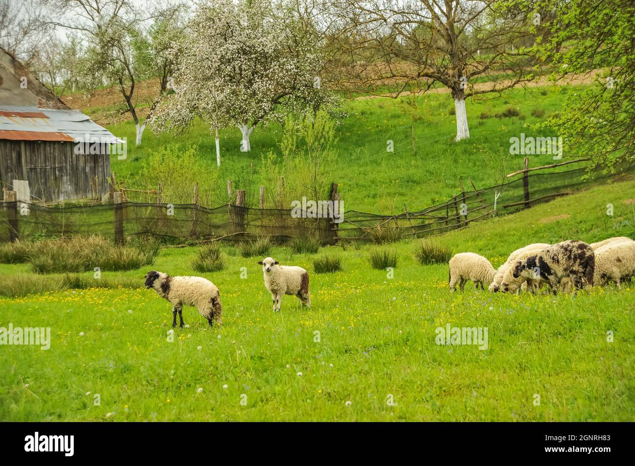 Amazing Romania - Rural scenery with sheep on a field of green grass ...