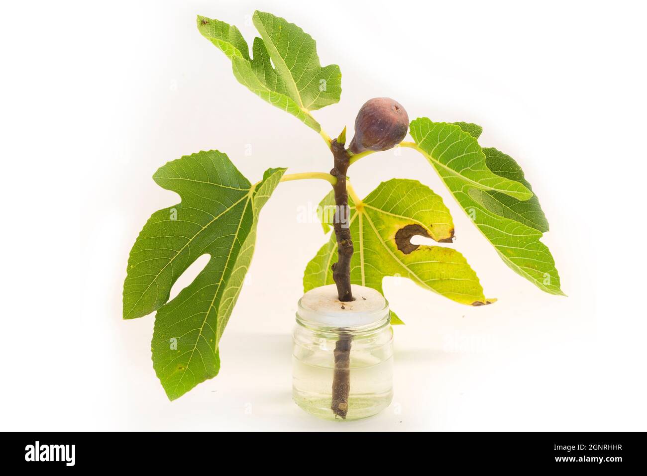 Bio big Figs tree in white background Stock Photo - Alamy