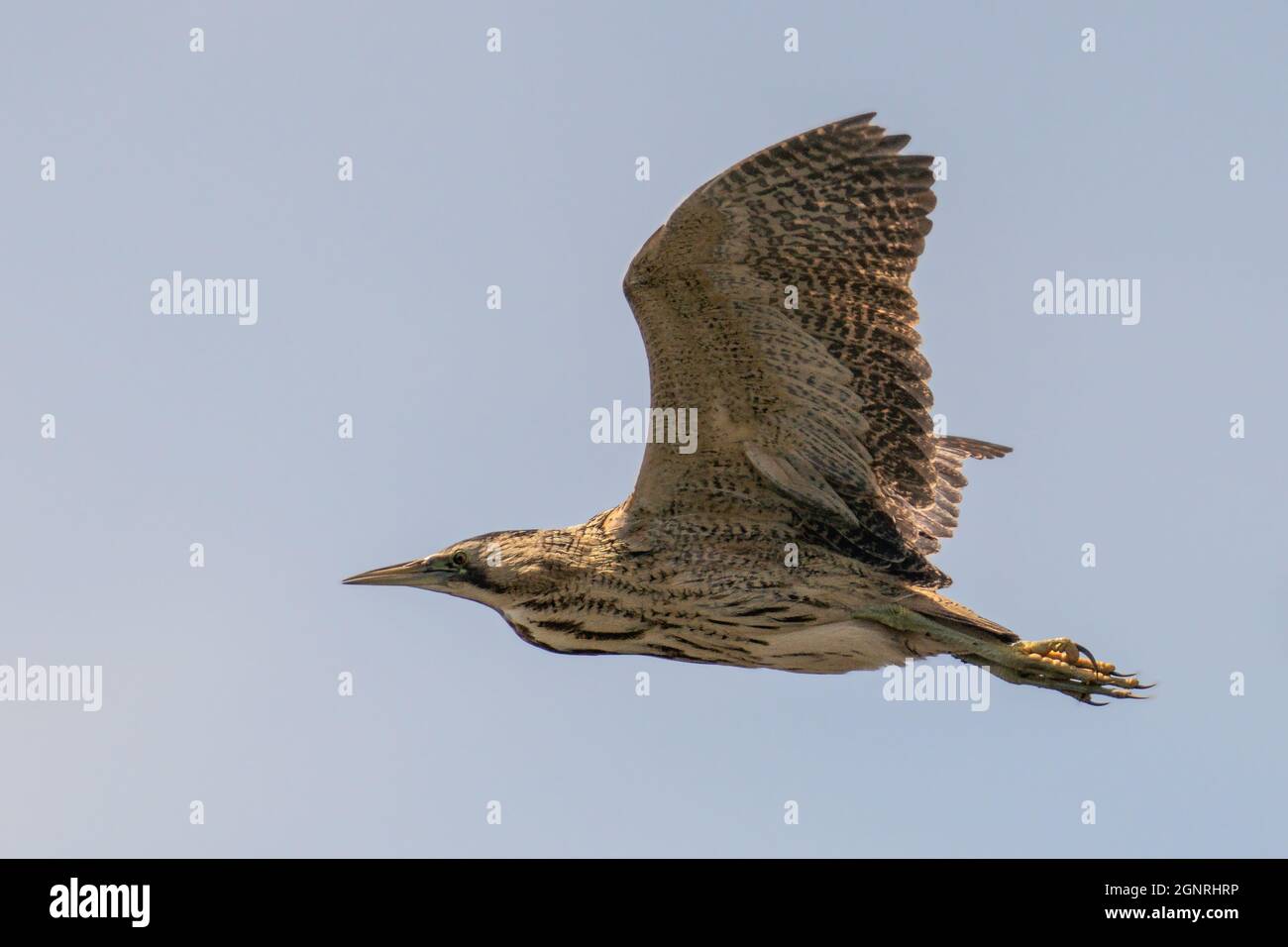 rare secretive eurasian bittern Botaurus stellaris flying over the ...