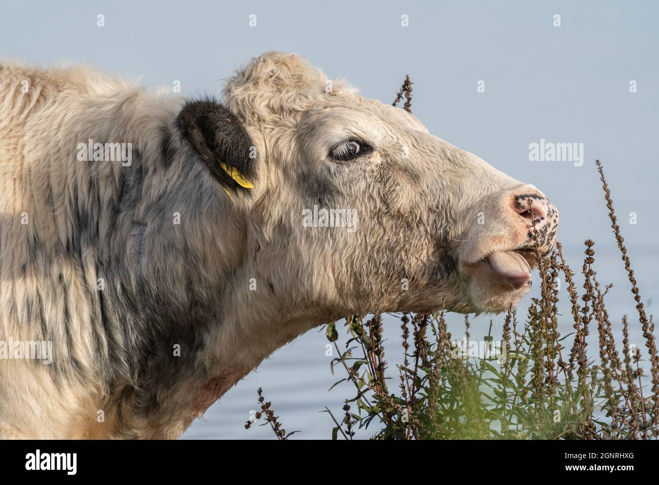 Cud chewing animal hi-res stock photography and images - Alamy