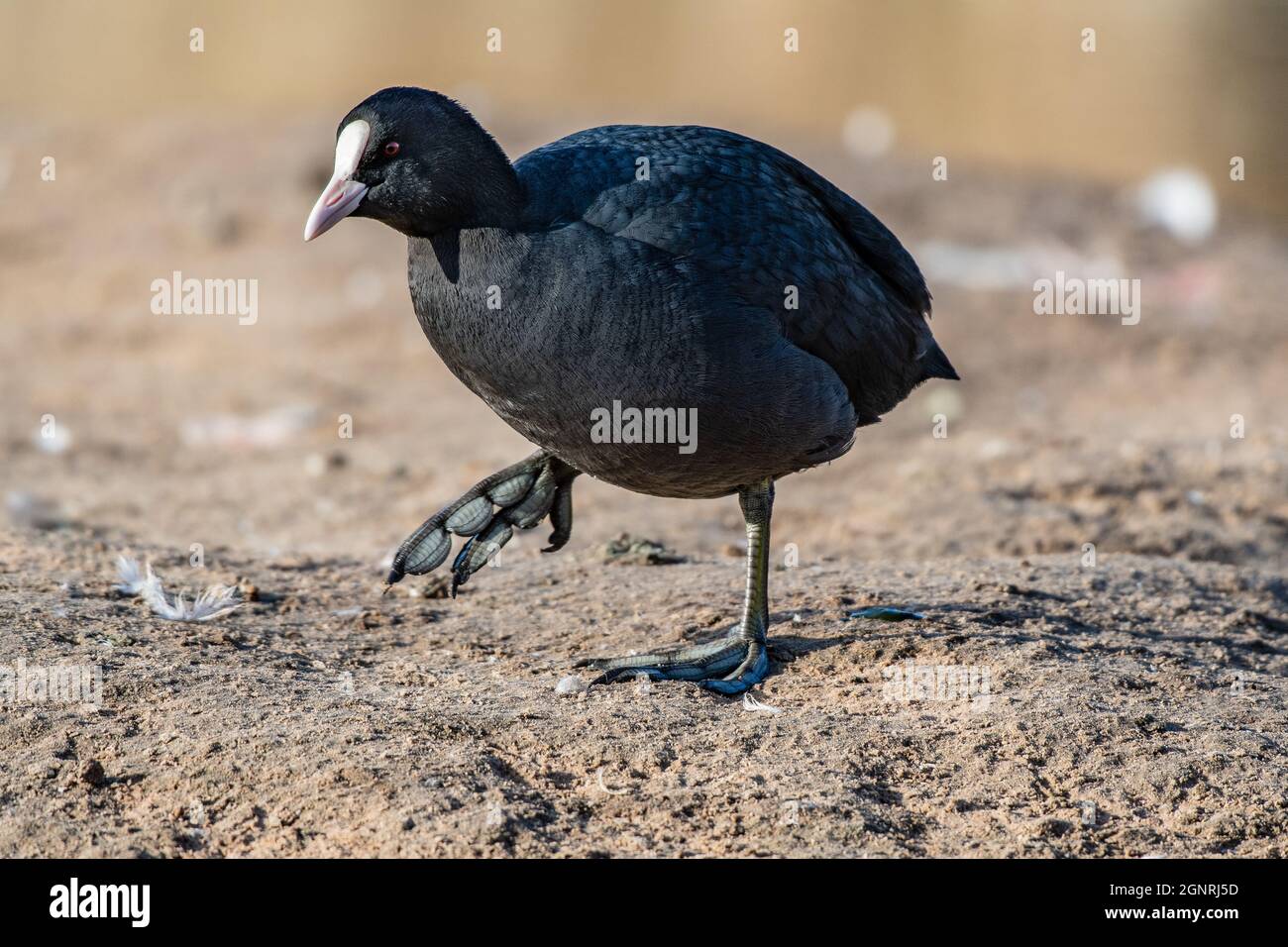 Common Eurasian Coot fulica atra going for a walk on the shoreline ...