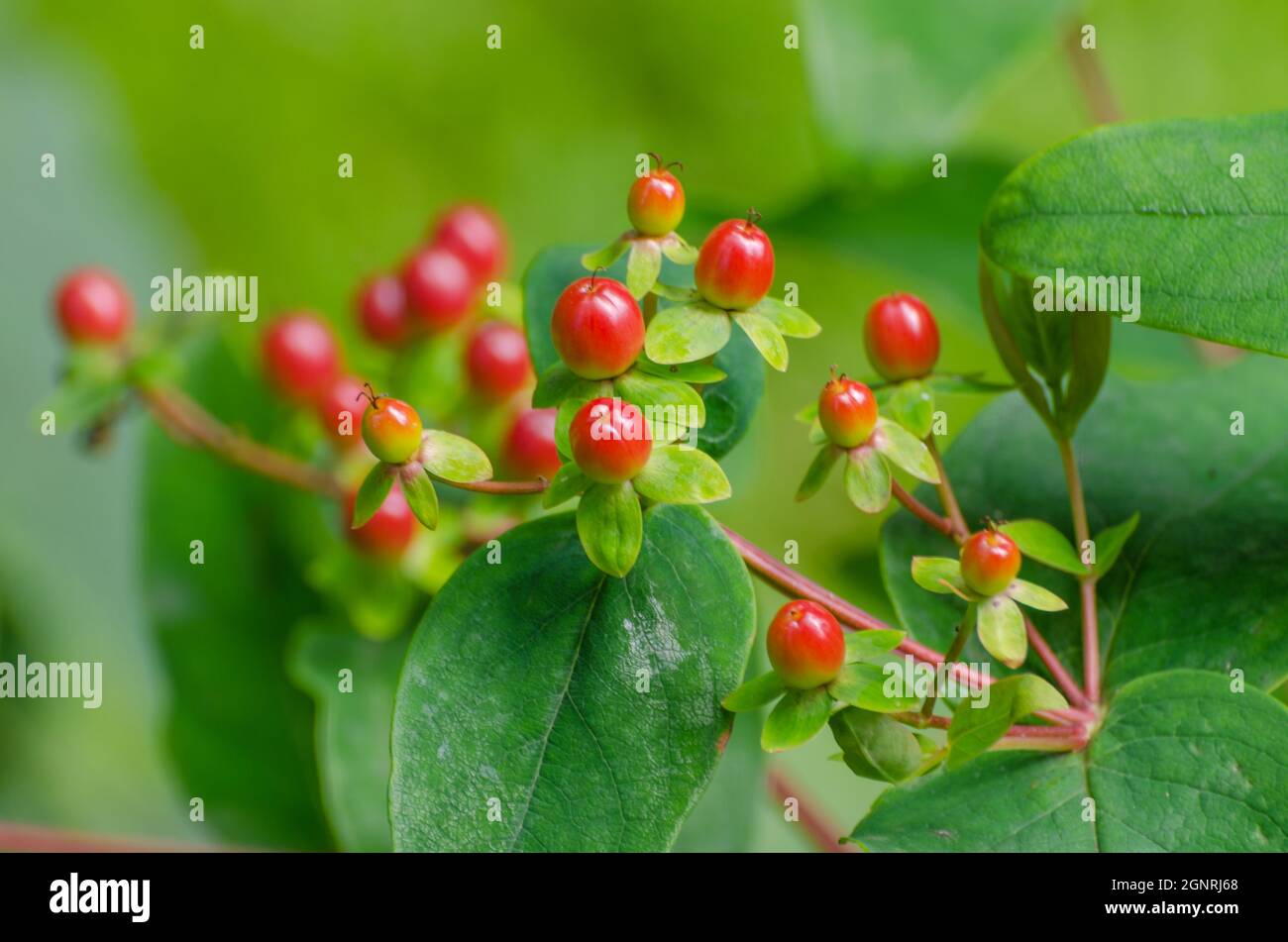 selected focus of St Johns wort red berries used in medicines Stock ...