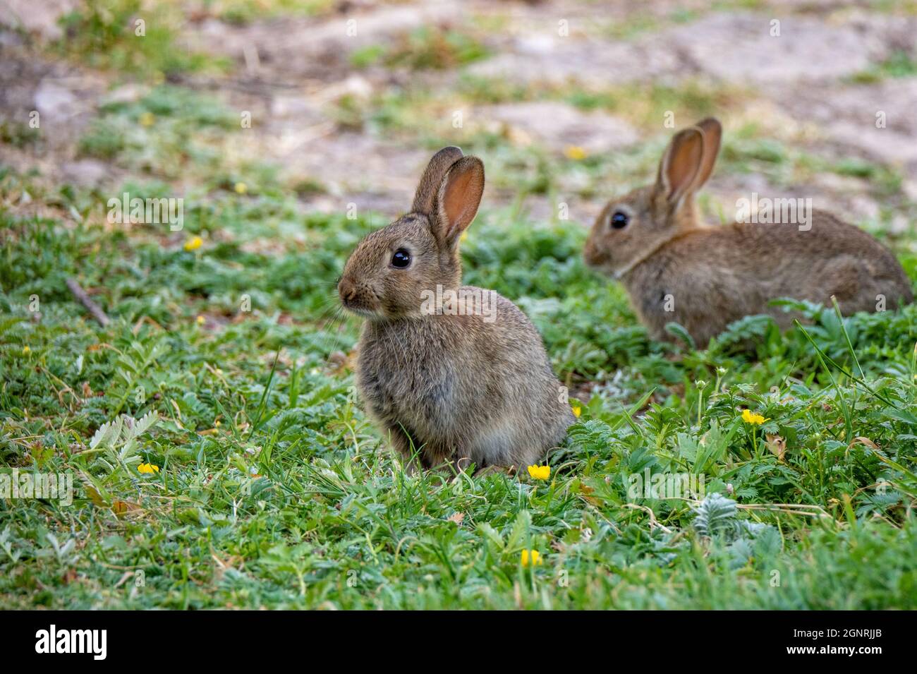Rabbit kits hi-res stock photography and images - Alamy