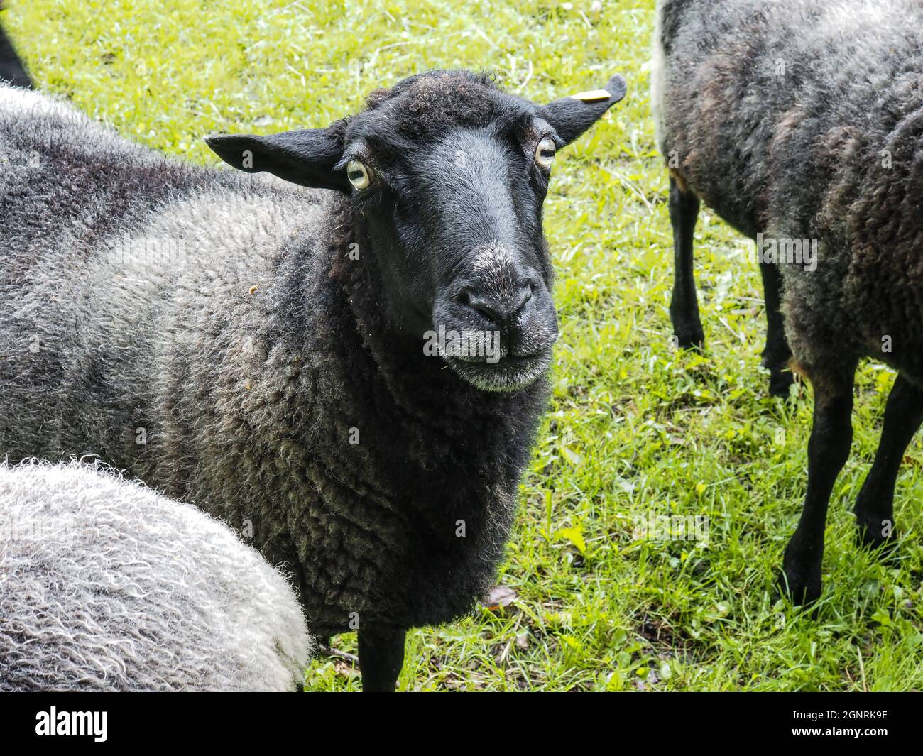 Gray sheep from the herd in the green field on a gloomy day Stock Photo ...