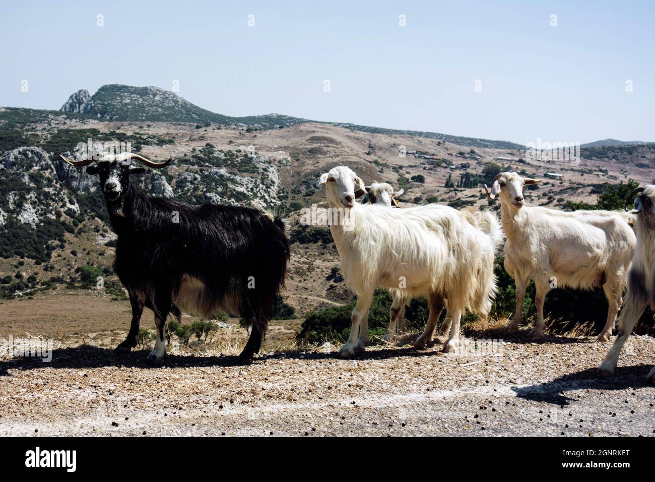 Goats walking along road hi-res stock photography and images - Alamy