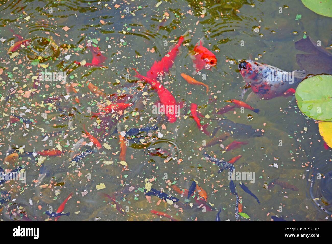Feeding gold and koi fish Stock Photo - Alamy