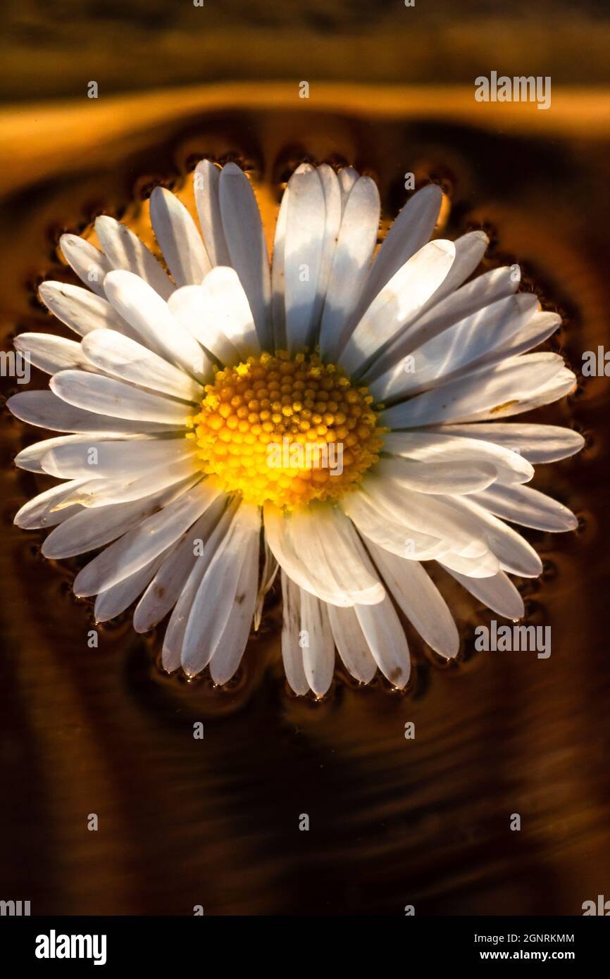 White daisy flower on water surface Stock Photo - Alamy