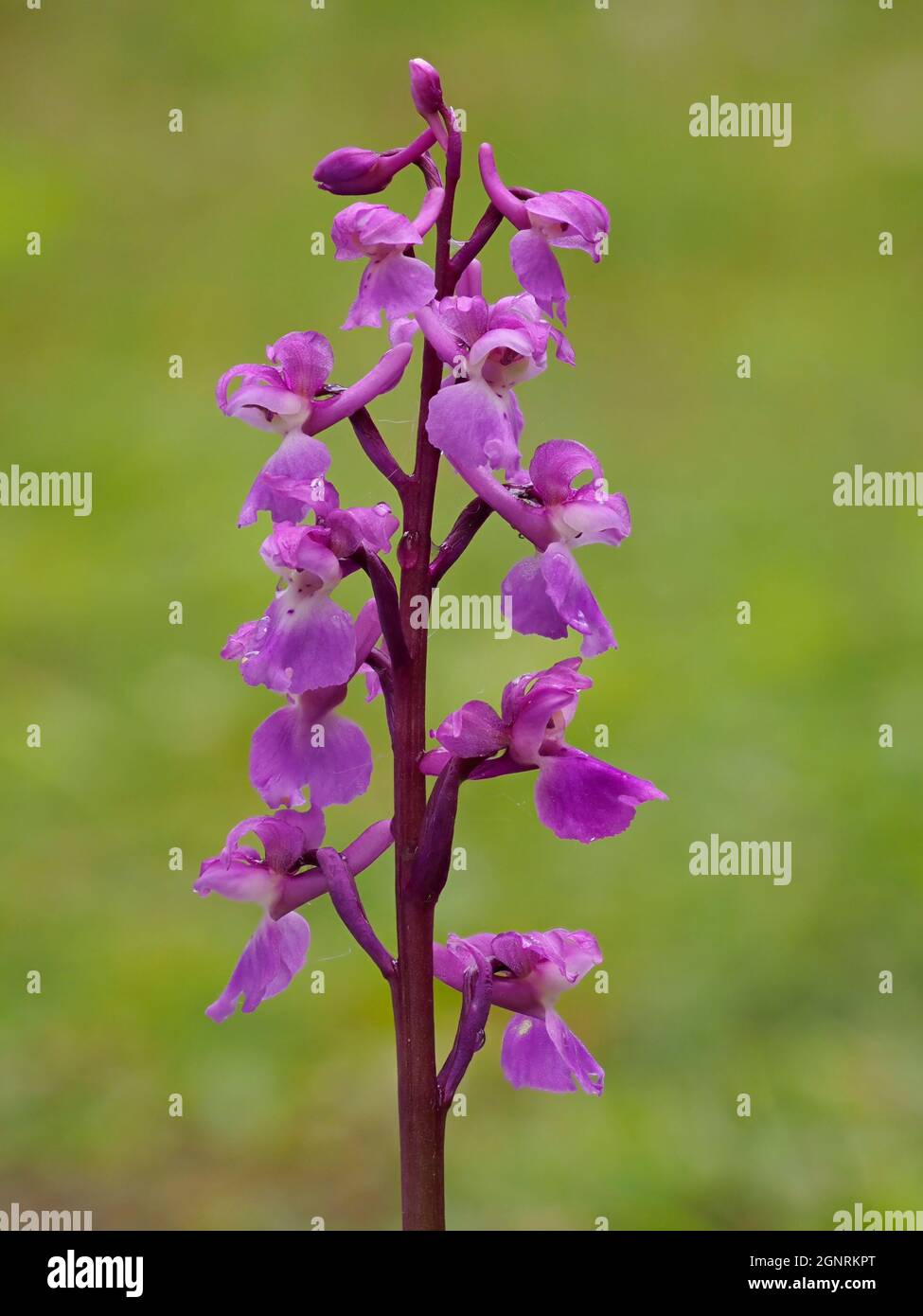 Early Purple Orchid (Orchis mascula) with water raindrops, Bonsai Bank ...
