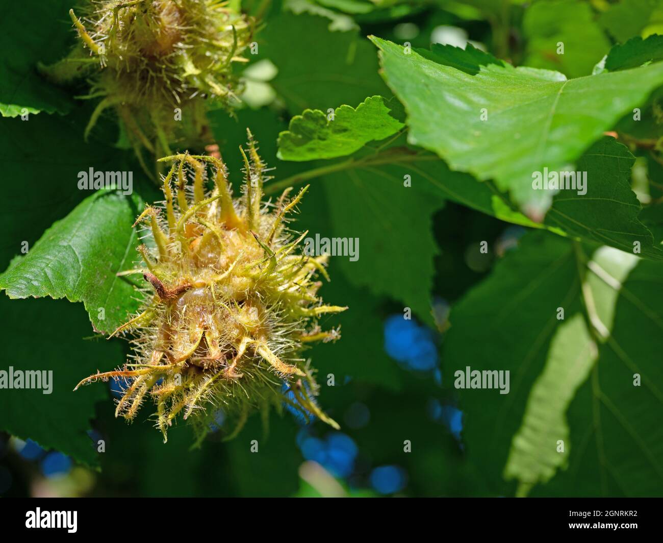 Corylus colurna hi-res stock photography and images - Alamy