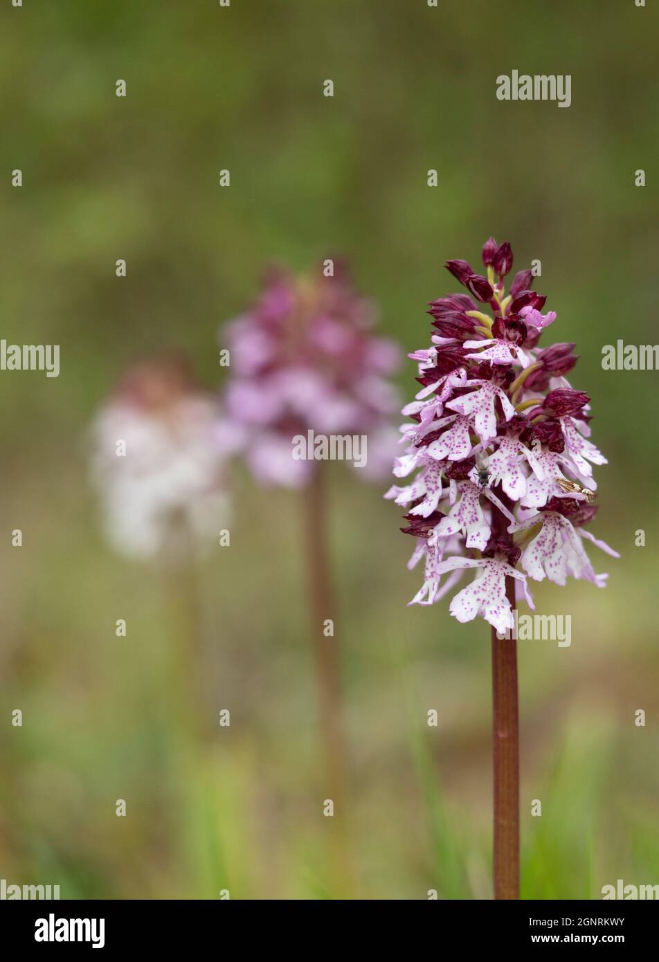 Lady Orchid (Orchis purpurea) Bonsai Bank, Denge Woods, Kent UK Stock ...