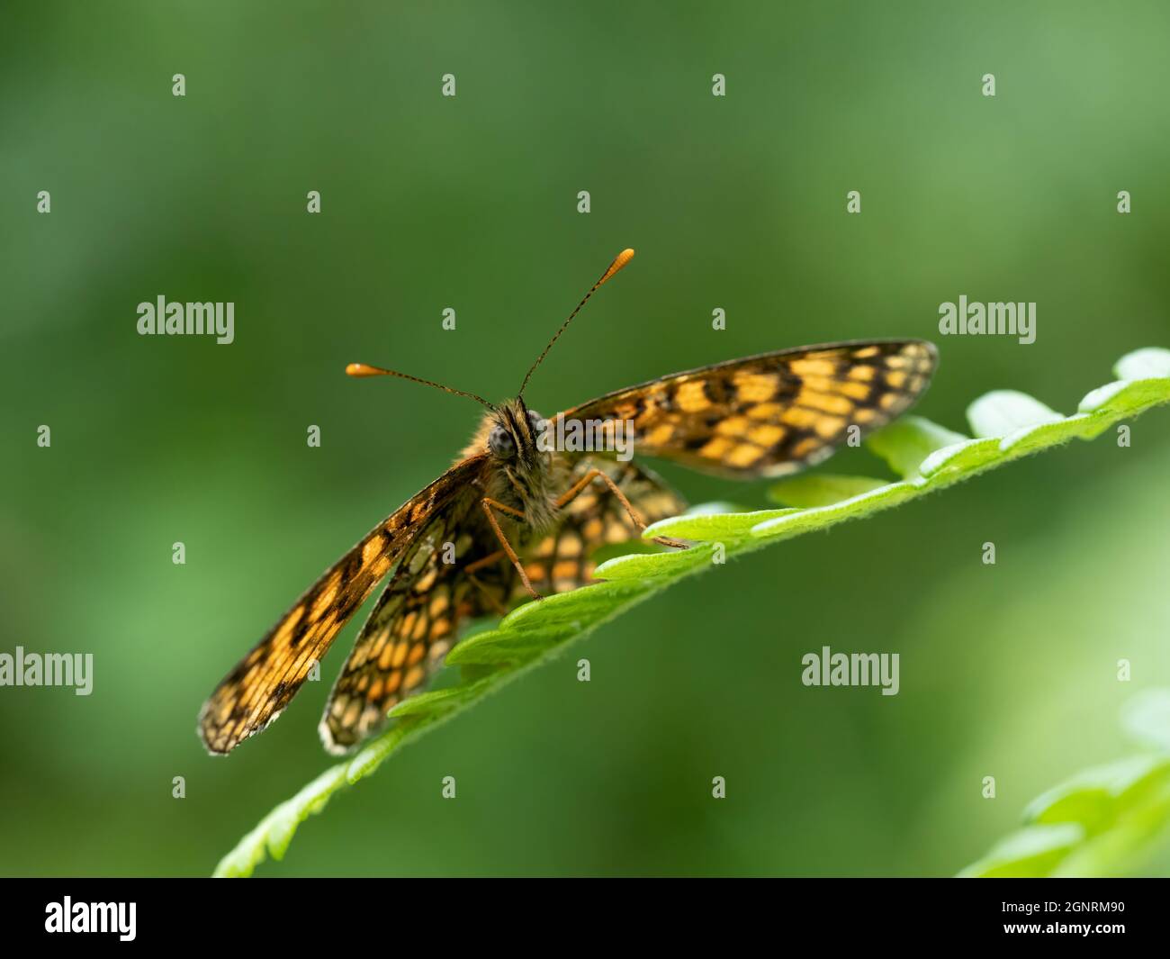 Heath Fritillary Butterfly, (Melitaea athalia), Blean Woods Nature ...