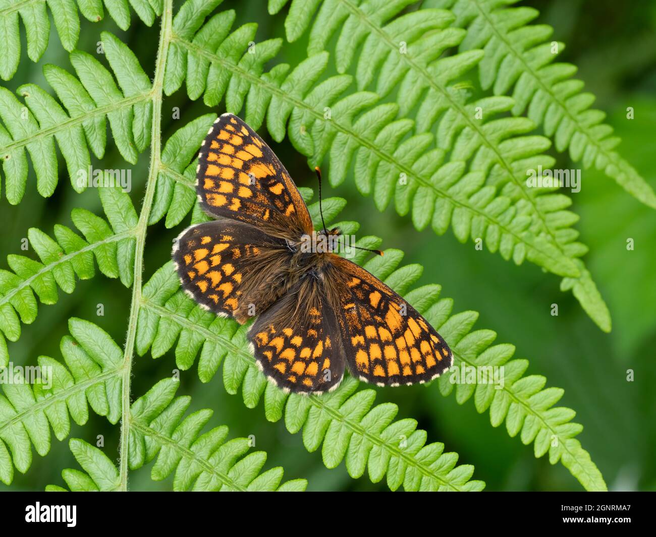 Heath Fritillary Butterfly, (Melitaea athalia), Blean Woods Nature ...