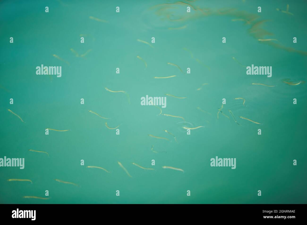 Small sandeel fishes in sea water Stock Photo - Alamy