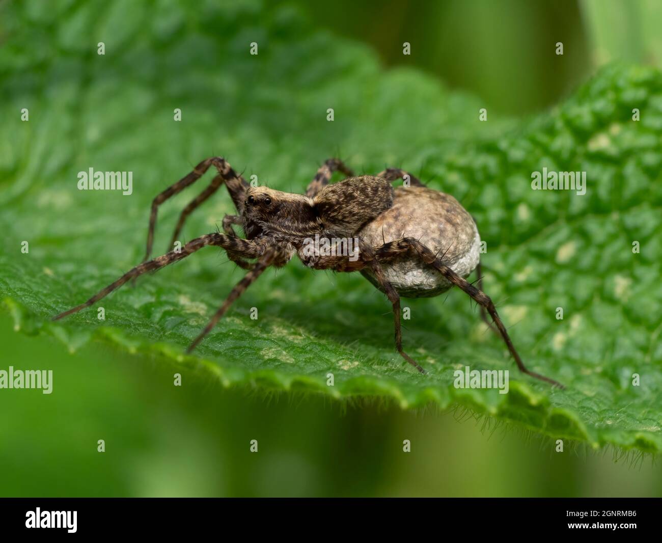 Wolf Spider, (Pardosa amentata), East Blean Woodlands, Kent UK, female ...